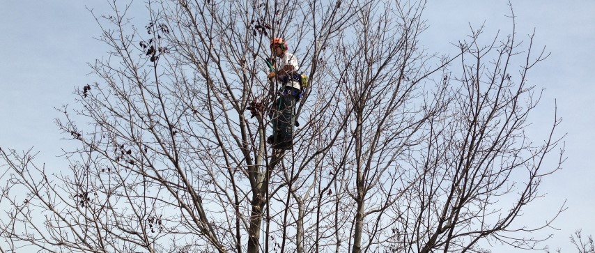 Aspirations Tree Care